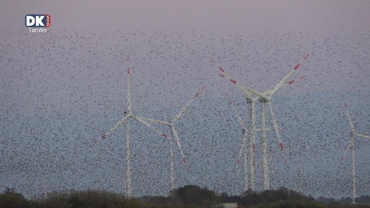 Sort sol ved Tønder - DKsyd