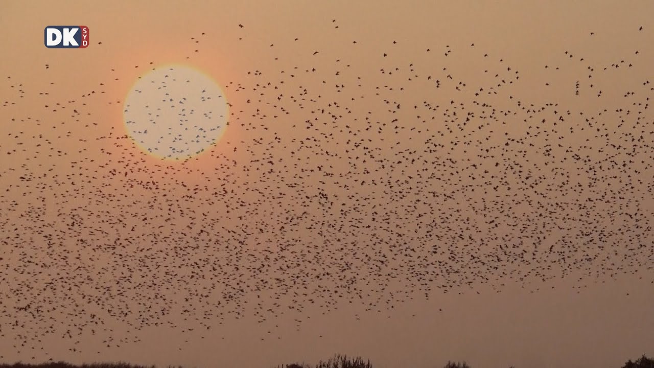 Sort Sol over Tøndermarsken - DKsyd