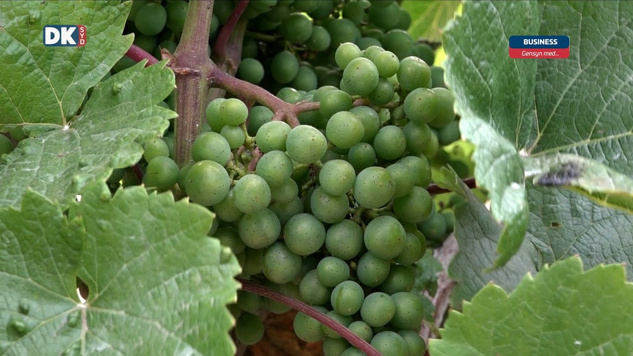 Gensyn med... God vin forudsætter en god drue - DKsyd